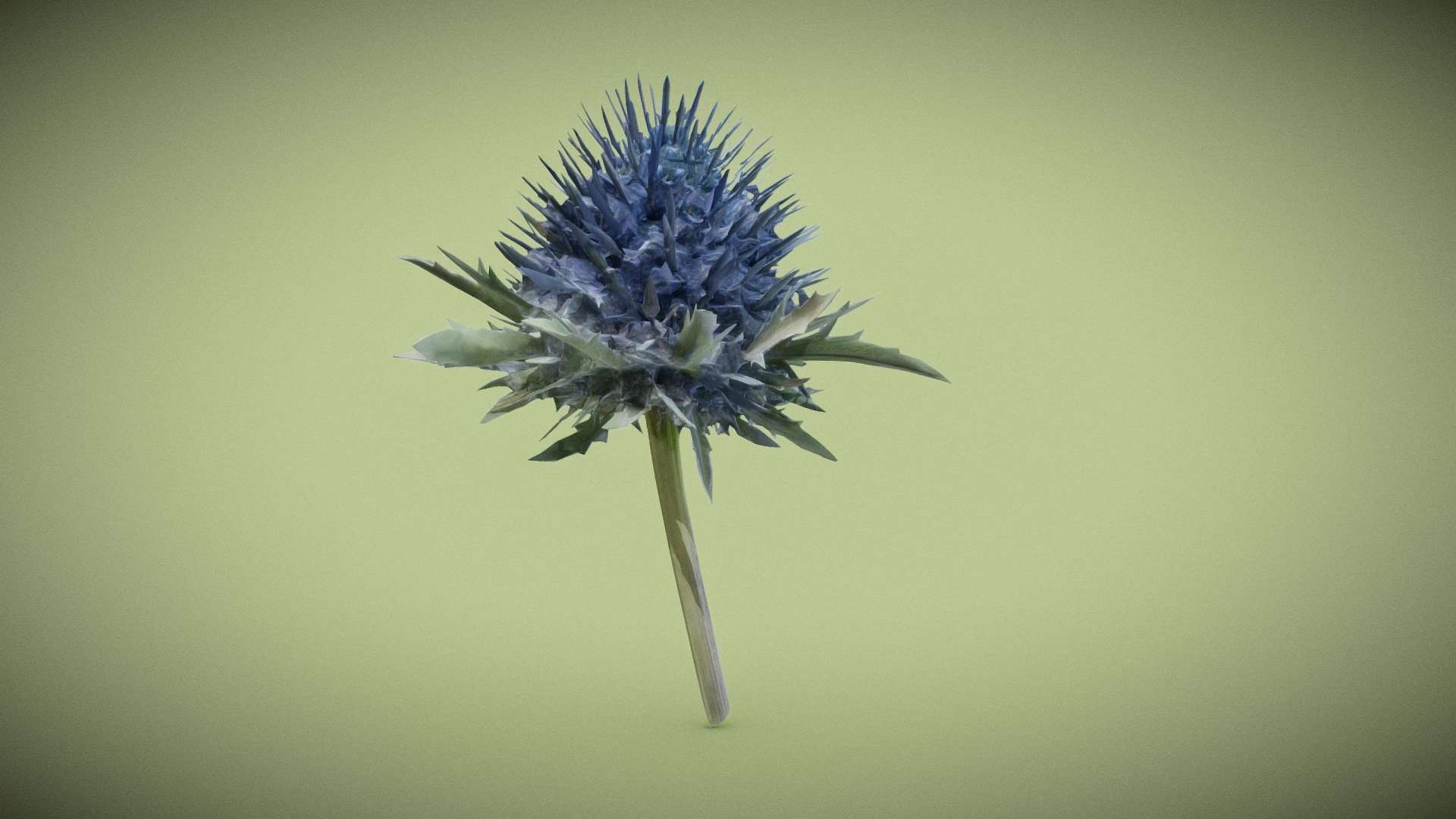 Marian Mary Blessed Thistle Silybum Marianum - deep3dsea
