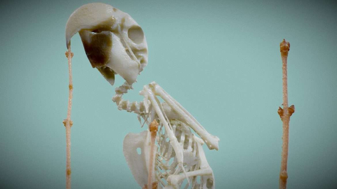 Parrot Skeleton - deep3dsea