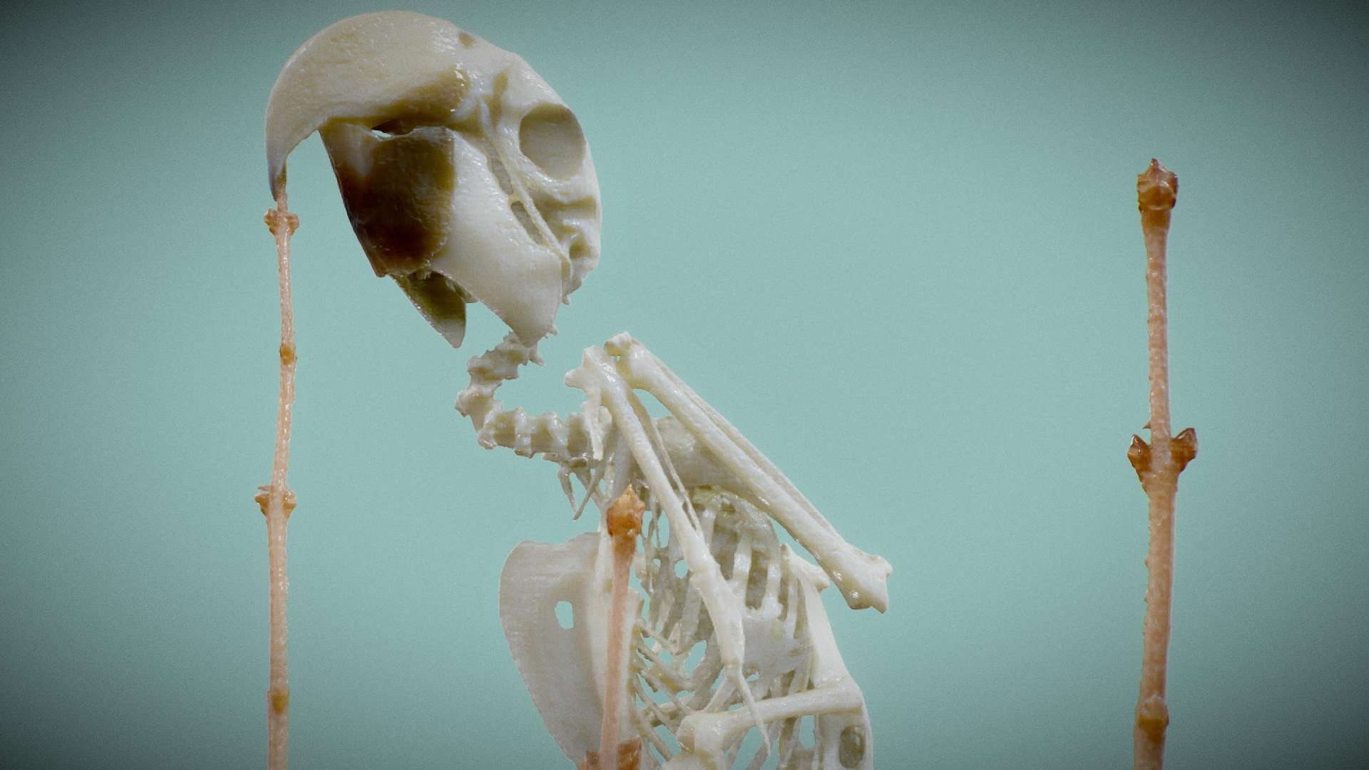 Parrot Skeleton - deep3dsea