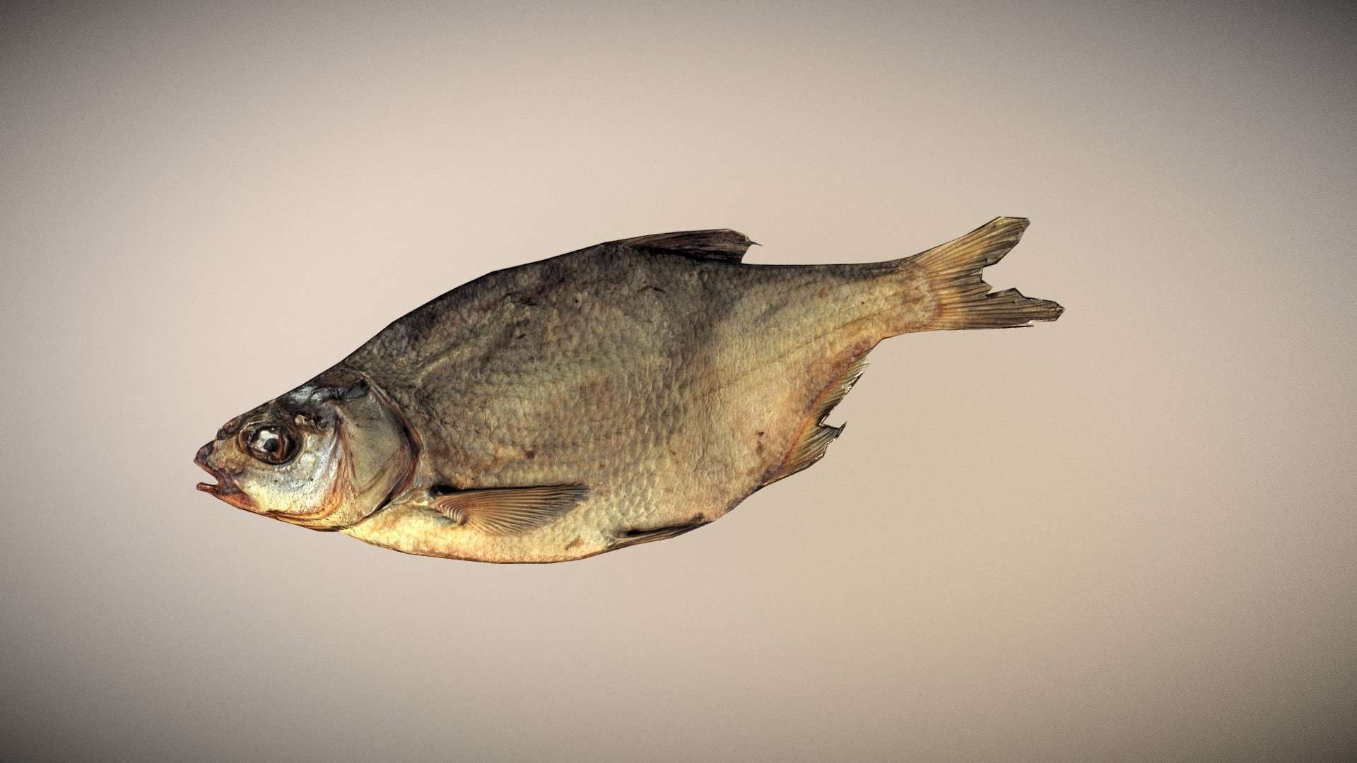 Download Photo Realistic Low Poly Scanned Big Dried Fish 3D Model ...