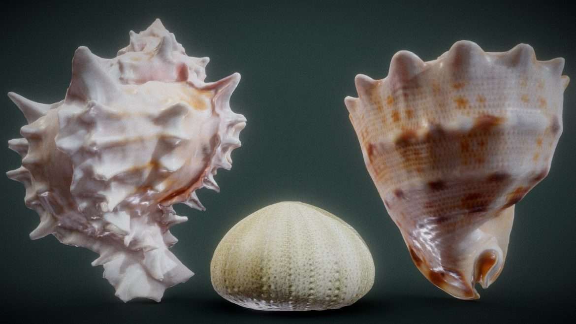 Download Shell Collection 3D Model | Deep3DSea