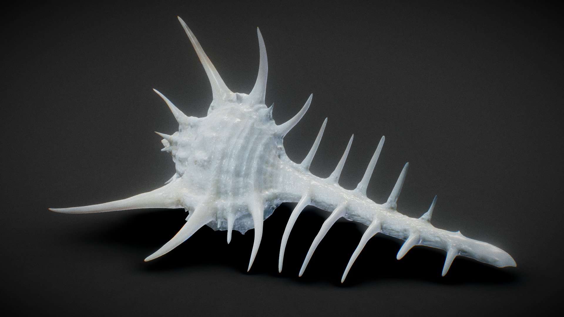 Spiky Shell - deep3dsea