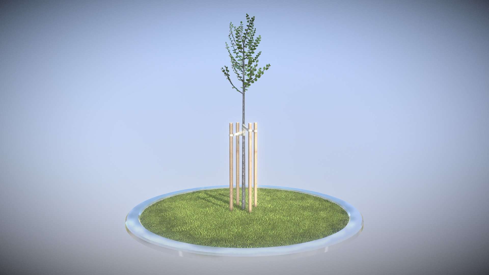 Tilia Tree 2 Meters in Spring Season - deep3dsea