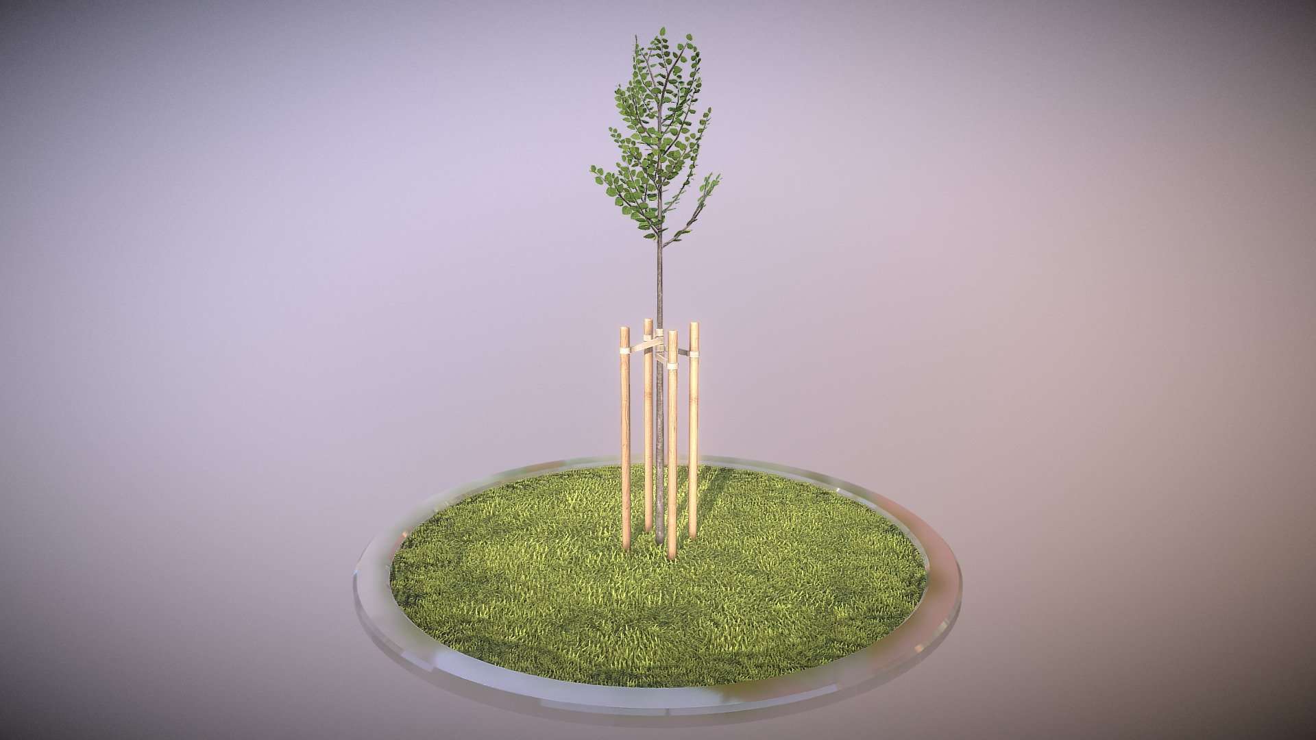 Tilia Tree 2 Meters in Summer Season - deep3dsea