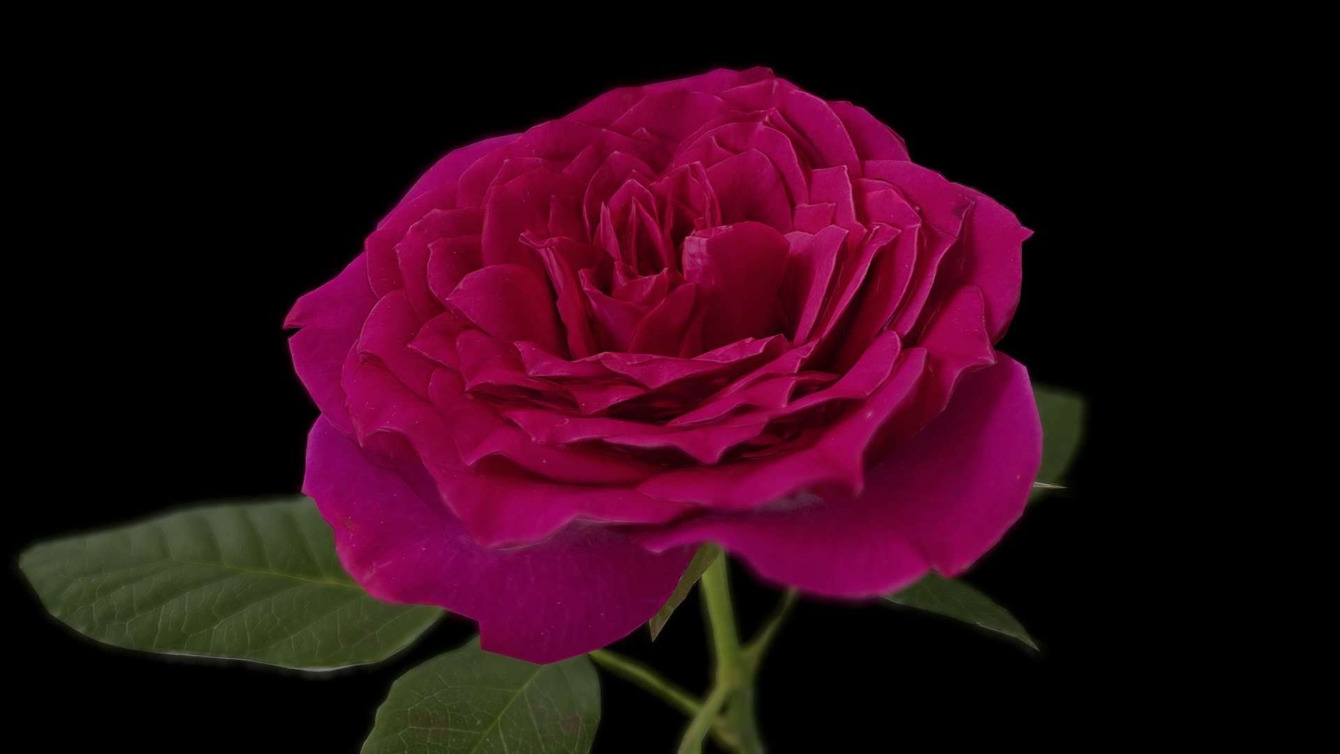 Anatomy of a miniature rose - Photogrammetry - deep3dsea