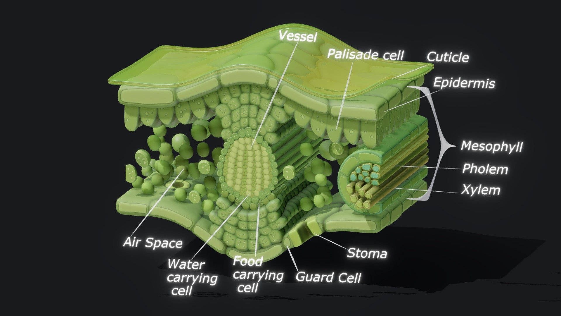 Leaf Cross Section Anatomy - deep3dsea