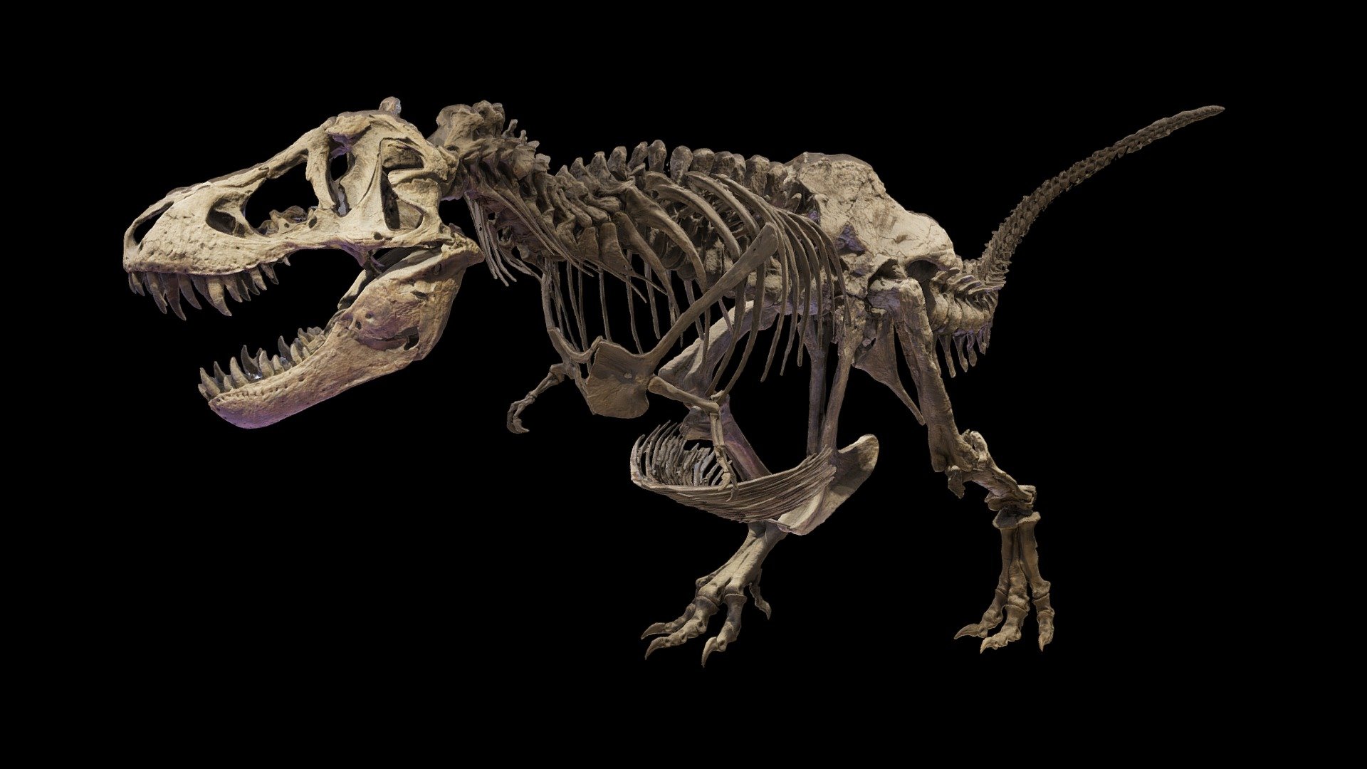 T-Rex skeleton - deep3dsea