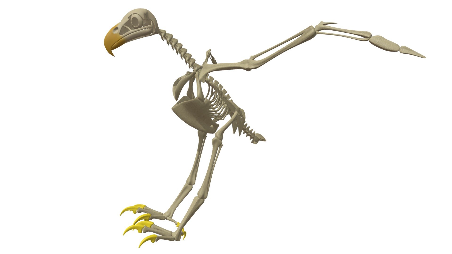 Bald Eagle Skeleton - deep3dsea