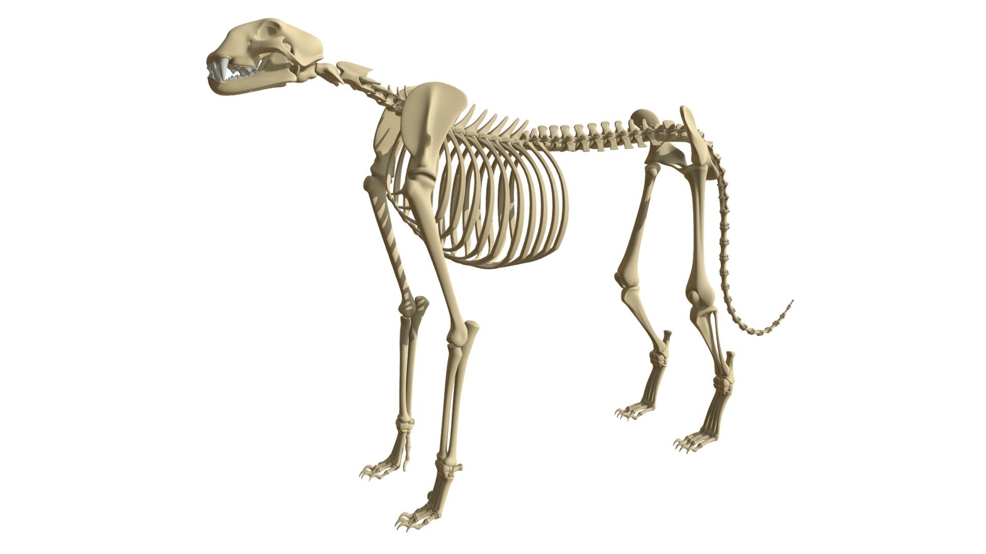 Cheetah Skeleton - deep3dsea