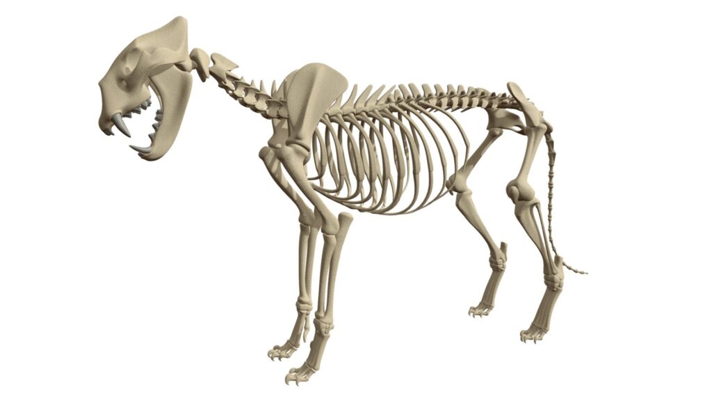 Lion Skeleton - deep3dsea