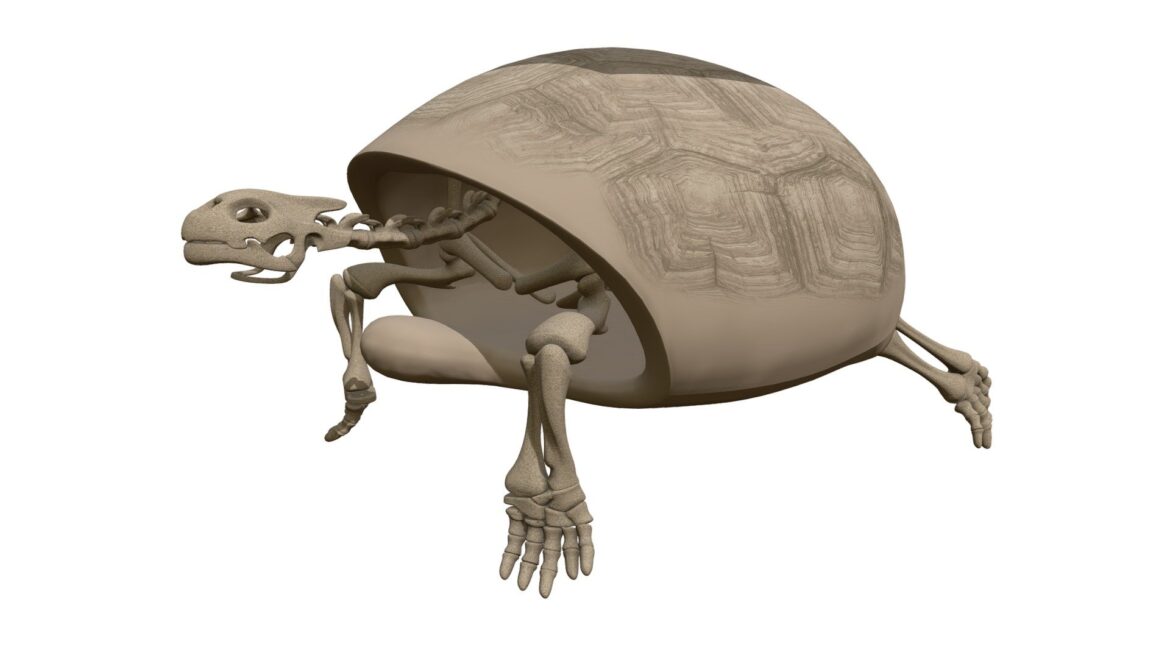Tortoise Turtle Skeleton - deep3dsea