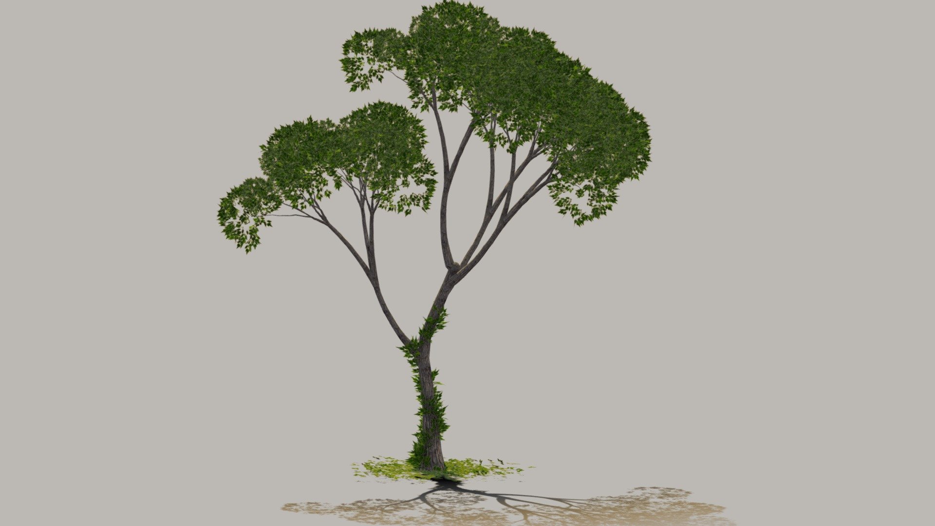 Download Tree 1001 3D Model | deep3dsea