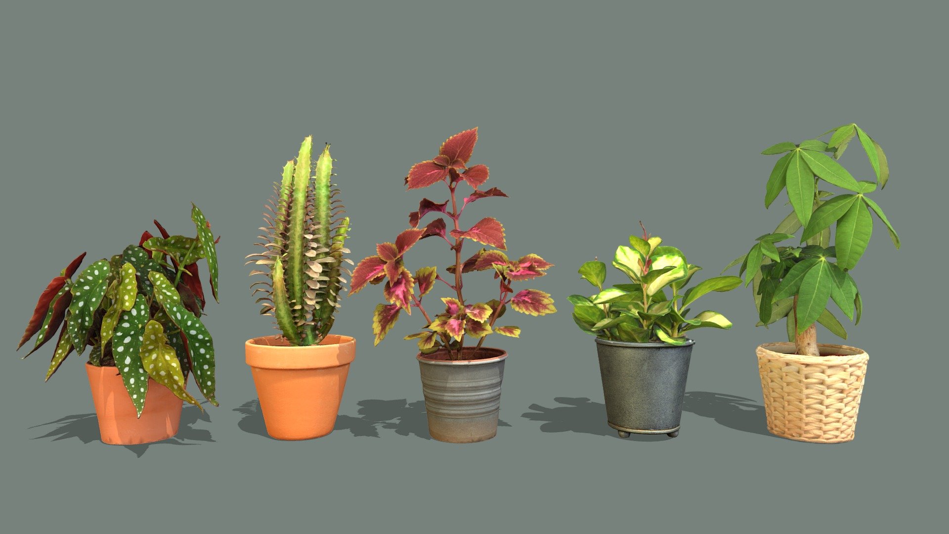 100-Nature & Plants 3d Models Collection - deep3dsea